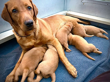Élevage De Labrador | Elevage Ember Labs | Québec labrador redfox ...