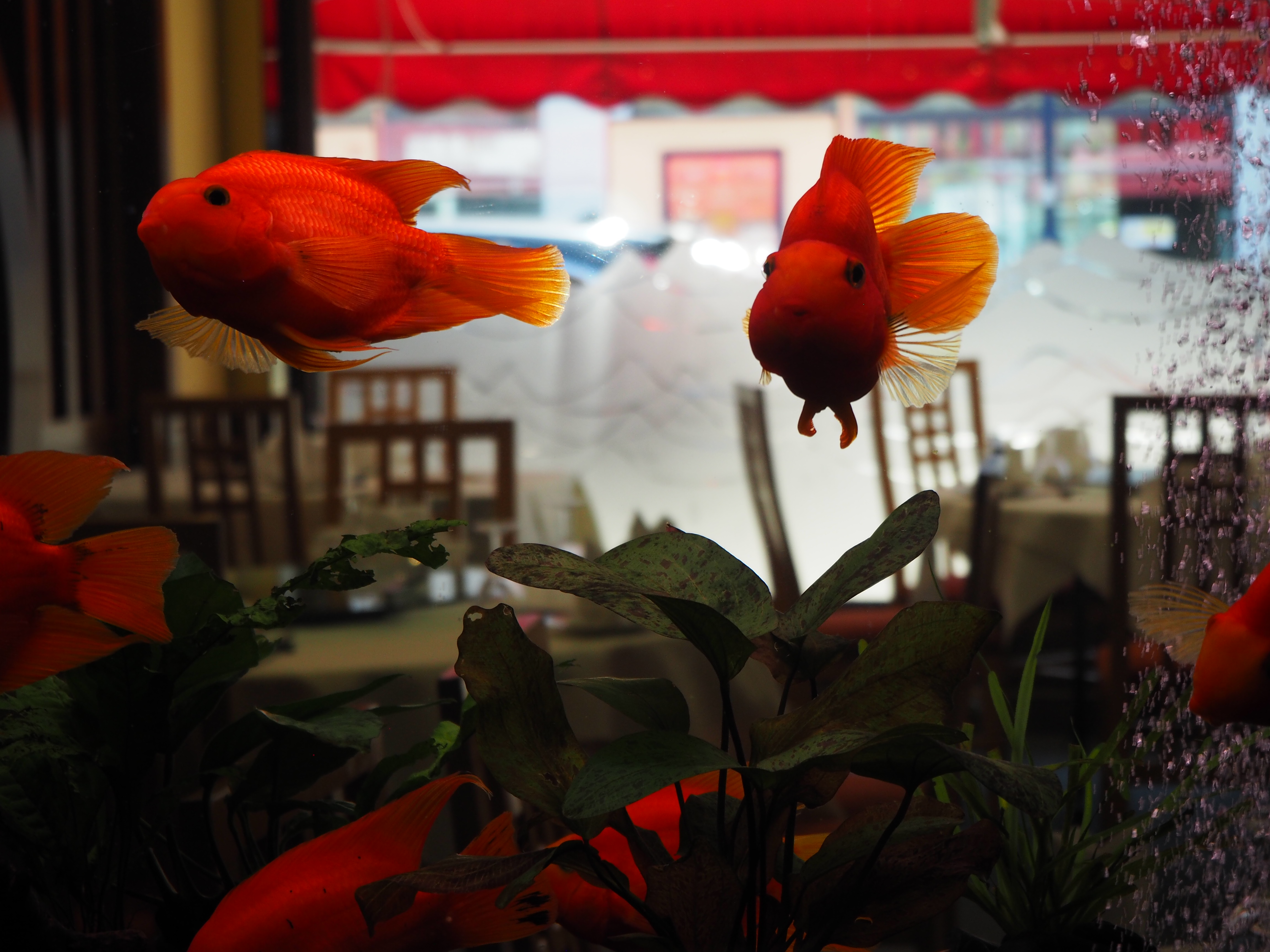 Beijing Restaurant Addlestone