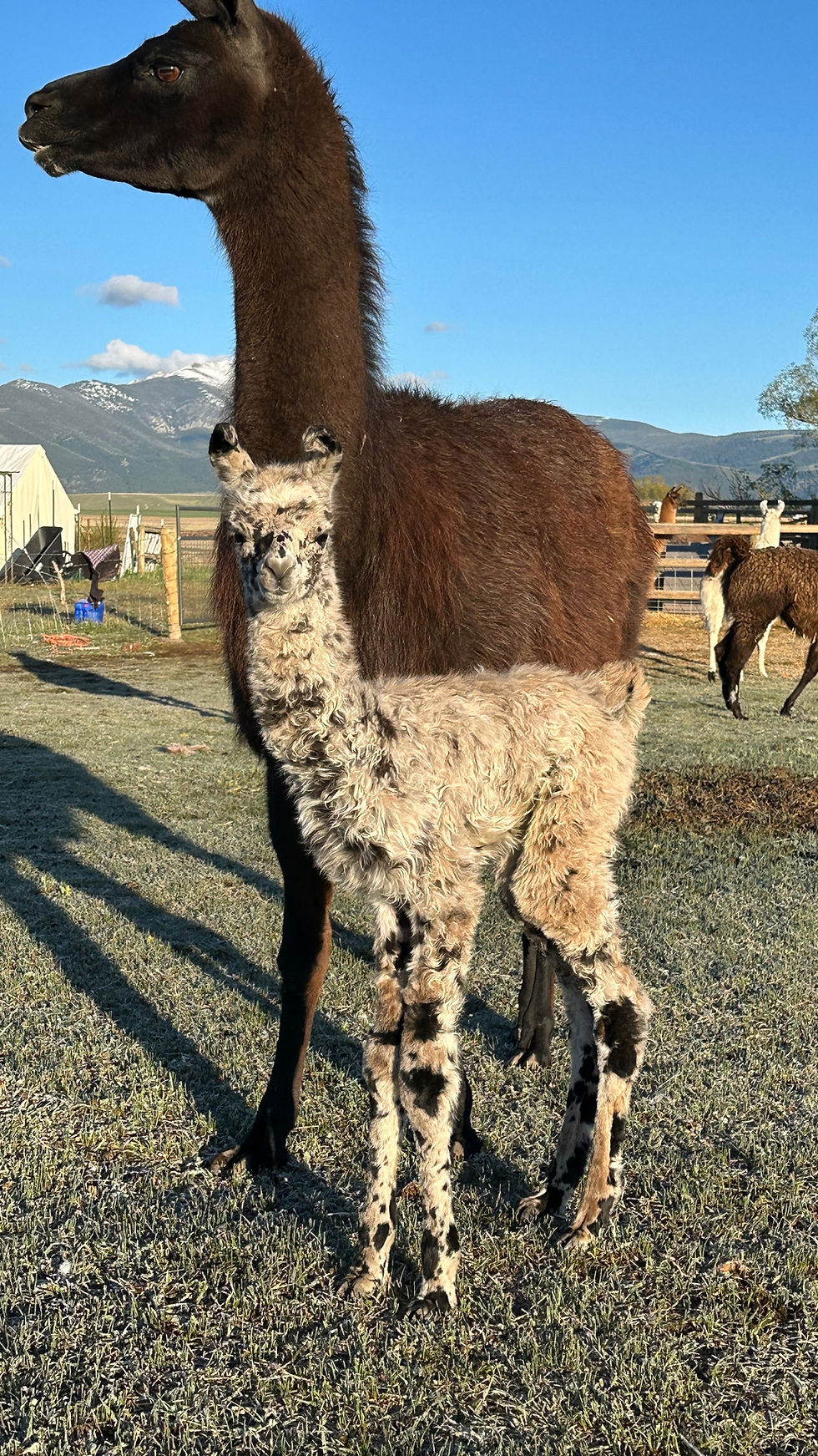 Crias | Pack Llamas for Sale
