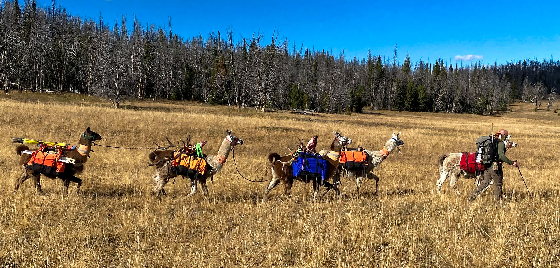 Rock Creek Trail Llamas | Pack Llamas for Sale