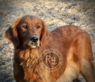 Our Dogs | Redden Ranch
