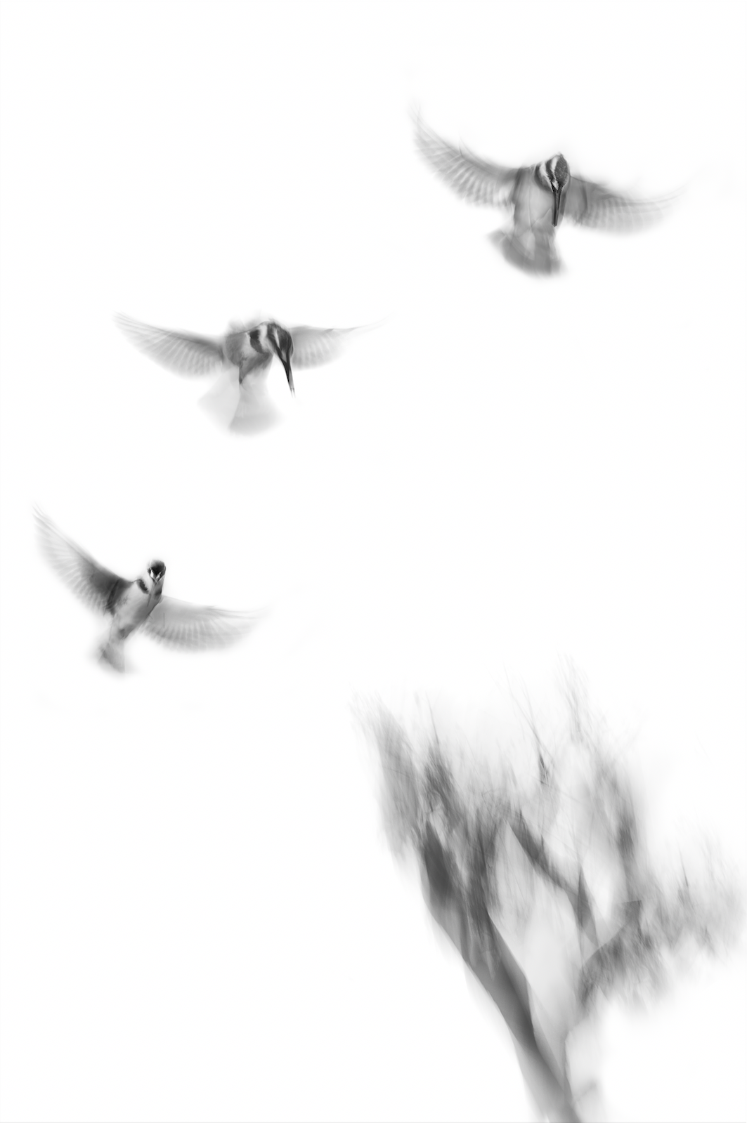 Wildlife Photography Images by Trai Anfield