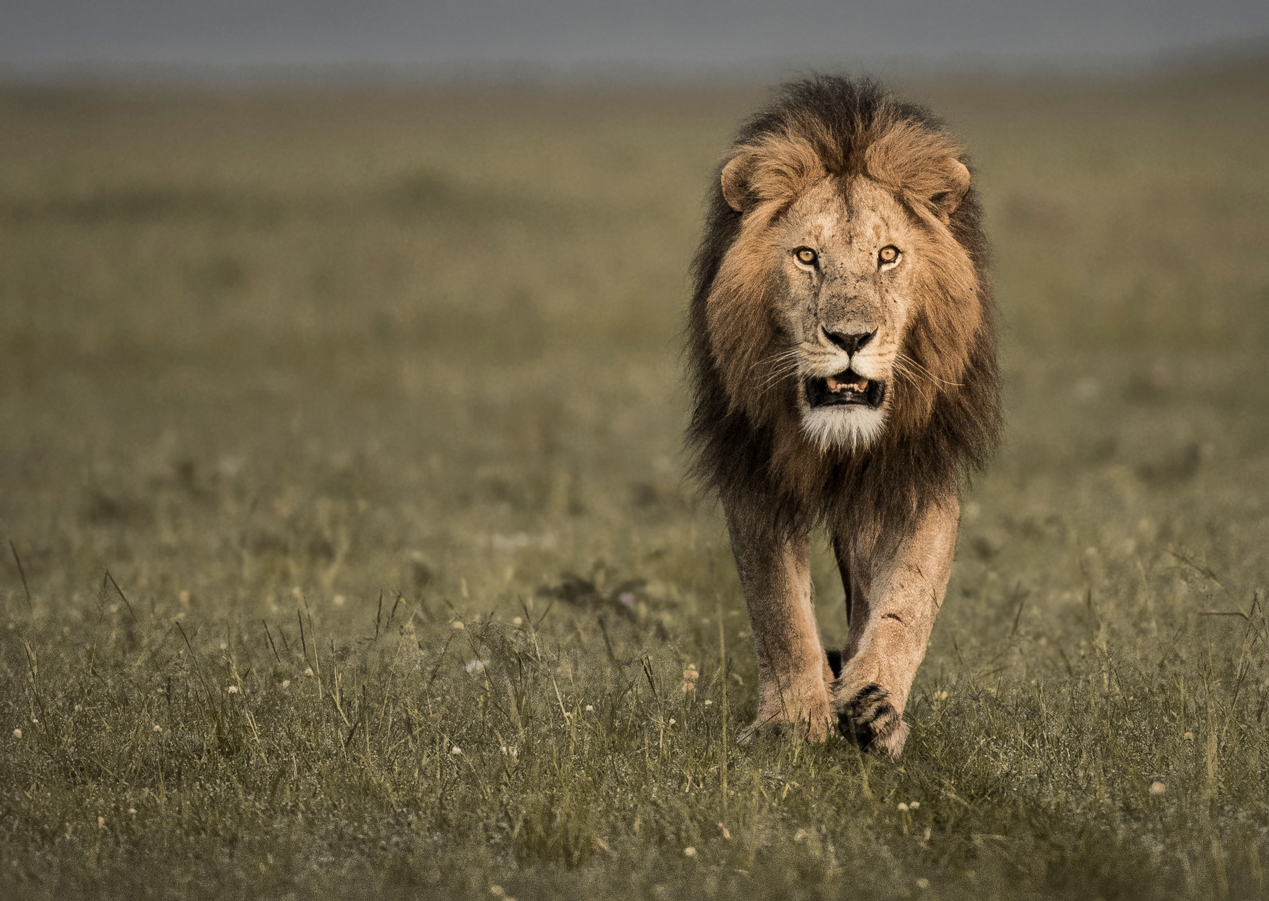 Kenya Photography Safari - Mara Predator Conservation Programme ...
