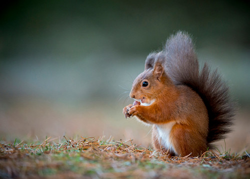 Best of British - Red Squirrel | traianfieldphoto.com