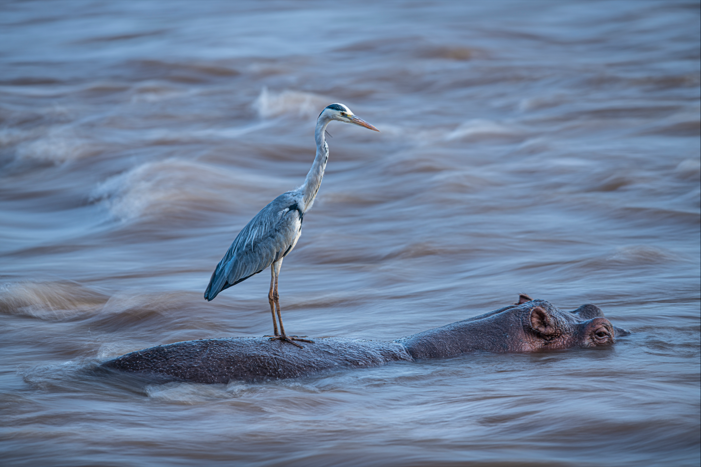 Wildlife Photography Images by Trai Anfield