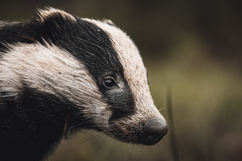 British Wildlife 3 Days: 1, 2, 3 June 2021 | traianfieldphoto.com