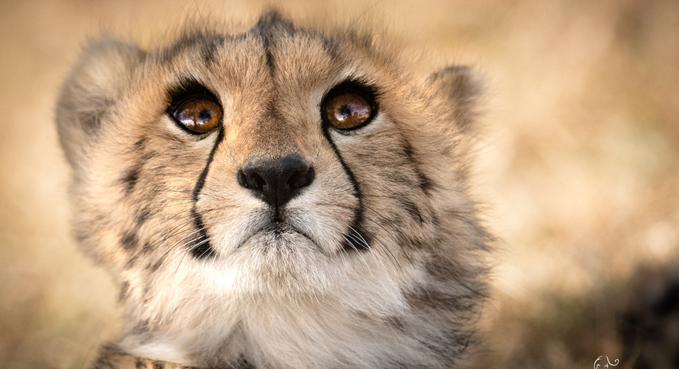 TAILOR MADE Wildlife Photography & Video Safaris with Trai Anfield