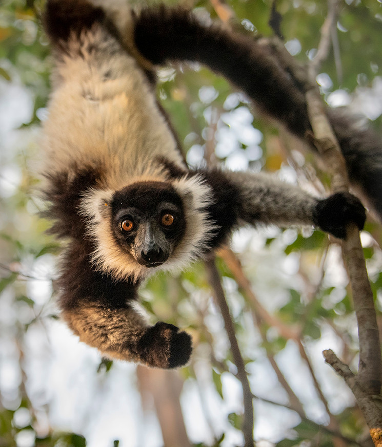 Madagascar wildlife photography safari with Trai Anfield