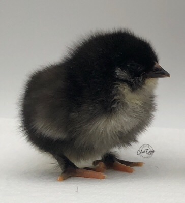 Making My Own Splash Colored Chickens: Blue/Black/Splash Genetics Guide