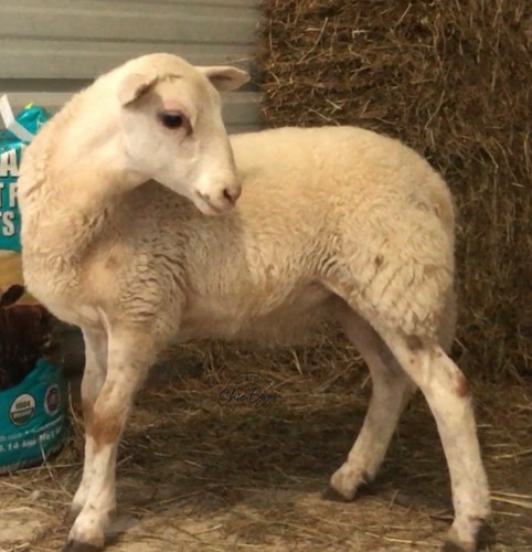 Milk Sheep | Chic Eggs