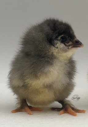 Making My Own Splash Colored Chickens: Blue/Black/Splash Genetics Guide