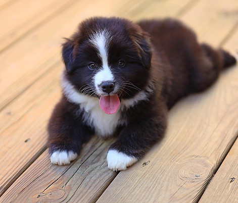 Miniature Australian & American Shepherds | Bailey's Mini Aussie's