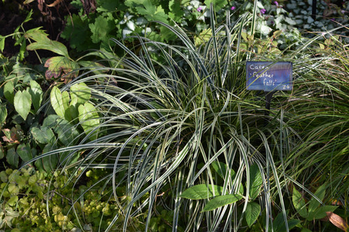Carex 'Feather Falls' | Pépinière Delabroye