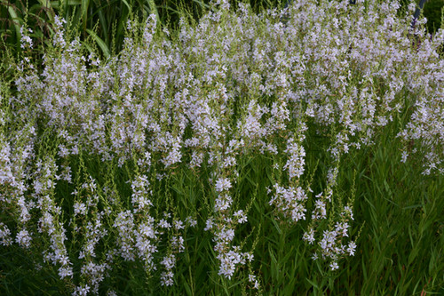 Lythrum virgatum 'White Swirl' | Pépinière Delabroye