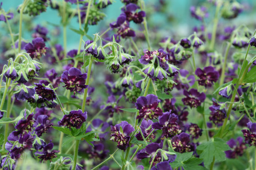 Geranium phaeum 'Joseph Green' | Pépinière Delabroye