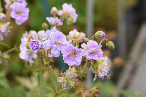 Geranium pratense 'Cloud Nine' ® | Pépinière Delabroye