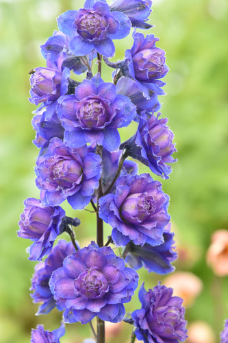 Delphinium elatum Highlander 'Purple Surprise' | Pépinière Delabroye