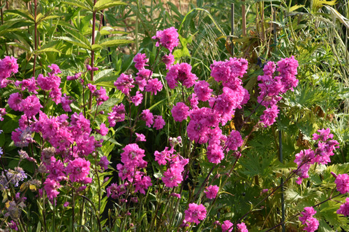 Lychnis viscaria 'Frou-Frou Double Pink' | Pépinière Delabroye