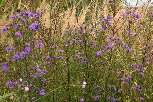 Aster laevis 'Orpheus' | Pépinière Delabroye