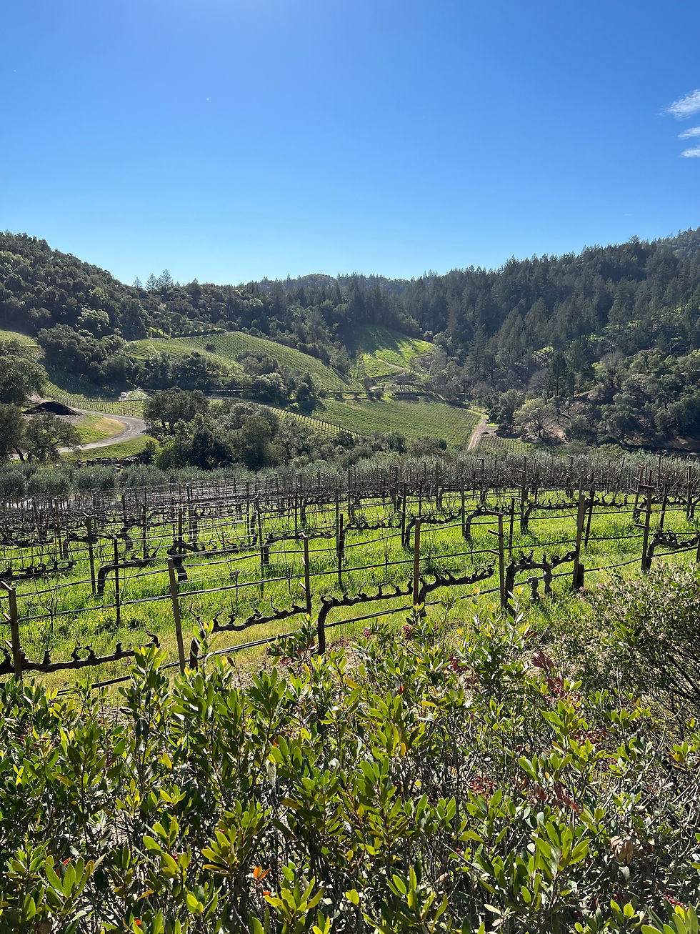 What It's Like to Visit Napa's Three Most Exclusive Wineries (Harlan ...