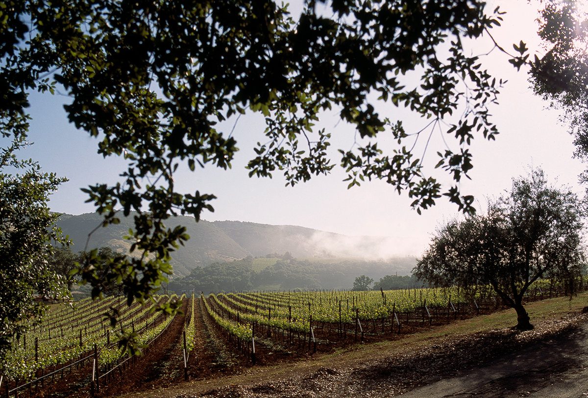 BOND Winery | Napa Valley | The En Primeur Club