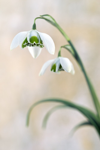 Snowdrop 'Ophelia'- Limited Edition Fine Art Giclée Print ...