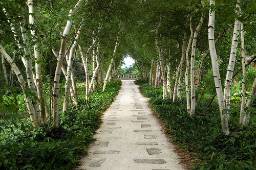 Birch Allee at Stan Hywet Gardens - Limited Edition Fine Art Giclée ...