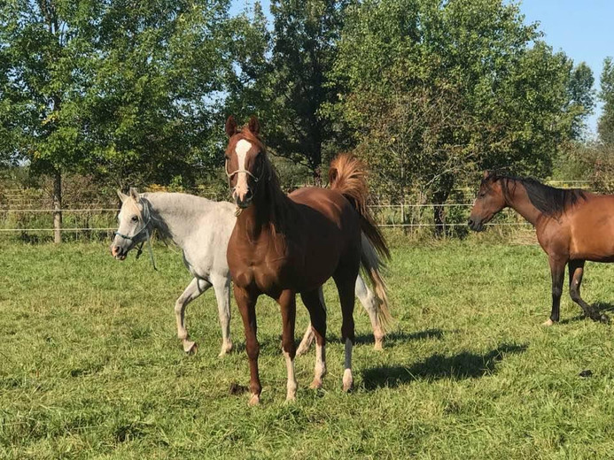 Aurora LRA | Copper View Farm