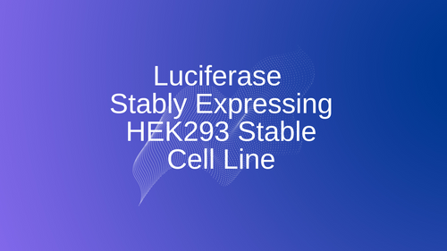 Luciferase HEK293 Stable Cell Line (2 vials) | Signosis