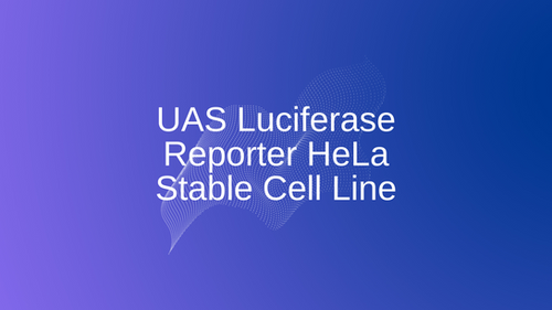 UAS Luciferase Reporter HeLa Stable Cell Line (2 vials) | Signosis
