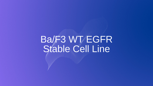 EL-002 EGFR WT Ba/F3 Stable Cell Line (2 vials) | Signosis