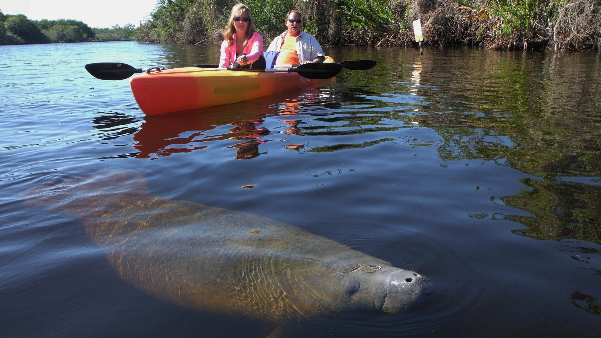 Kayak with the Manatees - Saturday Edition | Audubon of SW FL