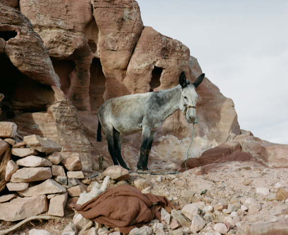 Global Art Projects, Max Pollard, Dreams with Open Eyes, Sofitel Melbourne