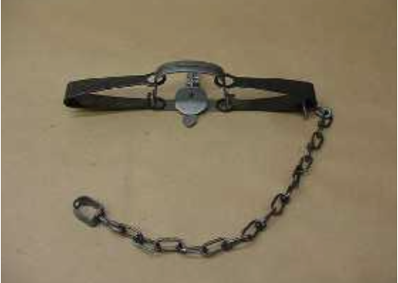 Duke #11 Double Long Spring Trap | Cumberland Trappers