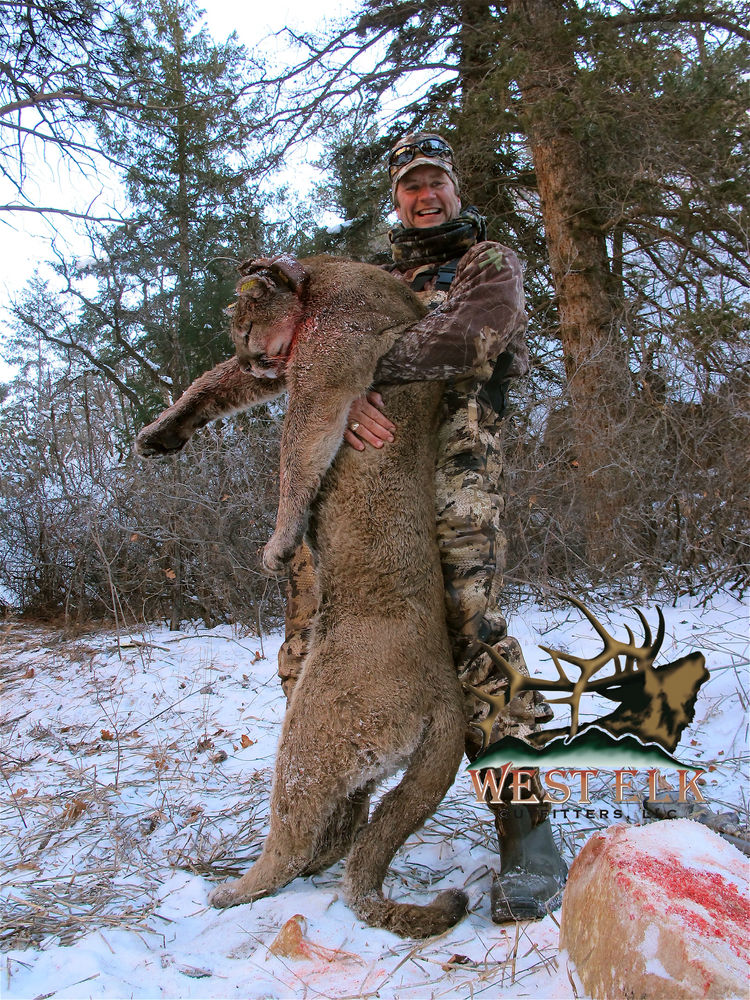 Guided Mountain Lion Hunt in Western Colorado