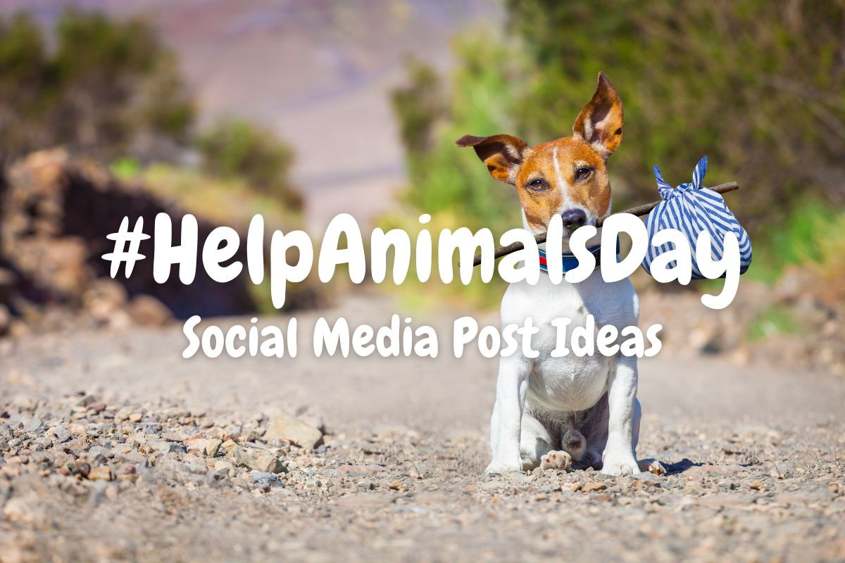 7 Powerful Social Media Tips to Elevate Help Animals Day Awareness 2026