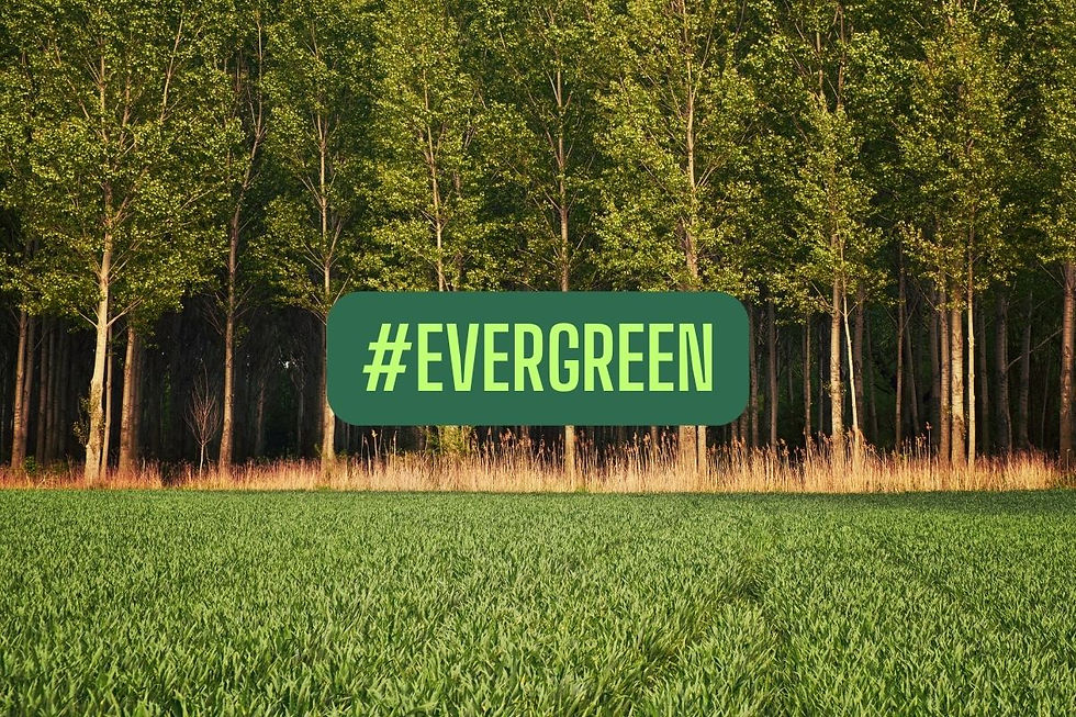 The Beginner's Guide to Creating Evergreen Content with 5 Examples