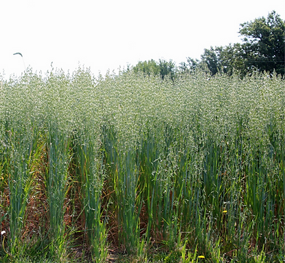 Feed Oats | Bronco Seed