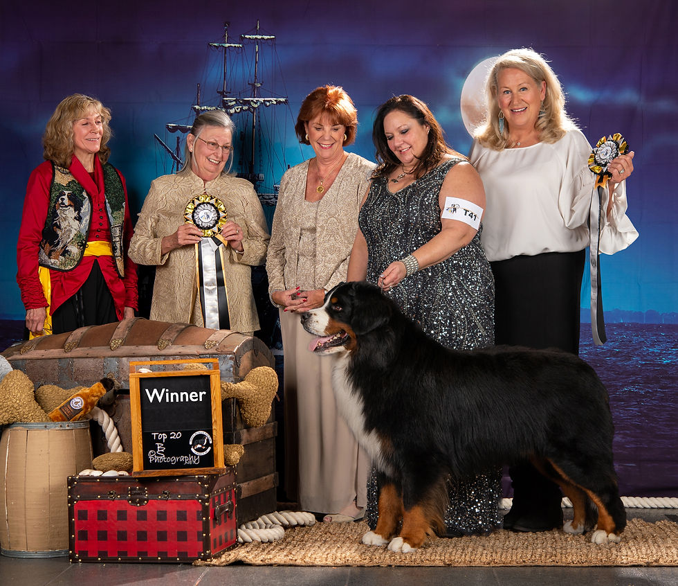 Top 20 Gallery | Bernese Mountain Dog Club of America (BMDCA) a network ...