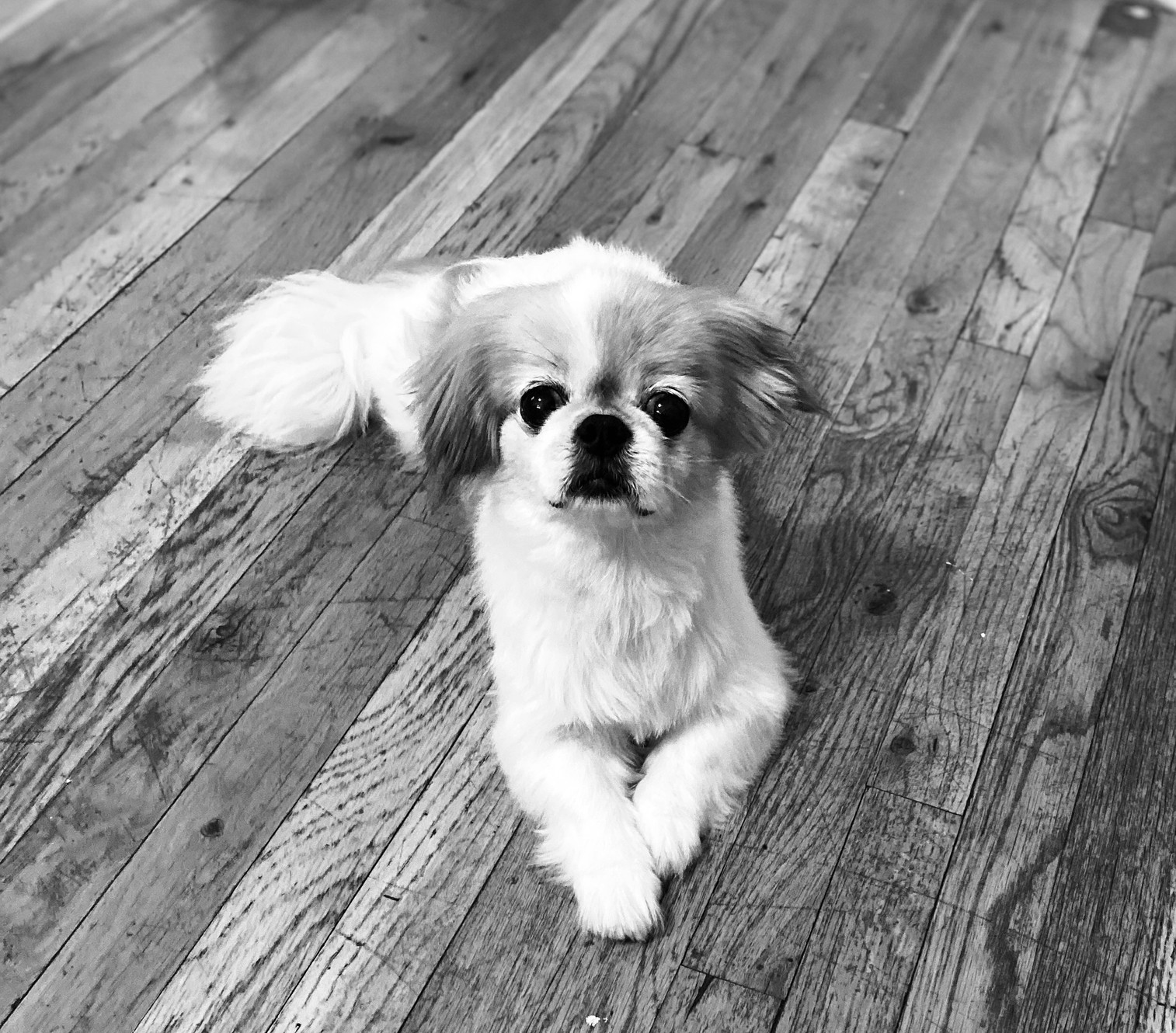 Spot & Spice - A Shop for the Modern Pet