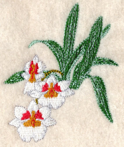 Pansy Orchio 007flor | https://johnansgraphics.com