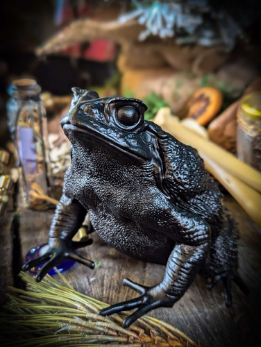 Large Toad Witches Familiar | Altar Collective