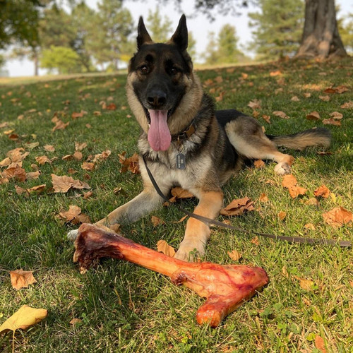 Raw Beef Femur Bone | Rangers Dog Food