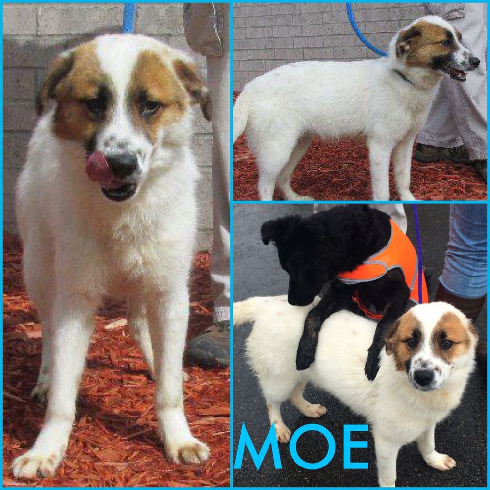 Meet Moe! FAV's Dog of the Week