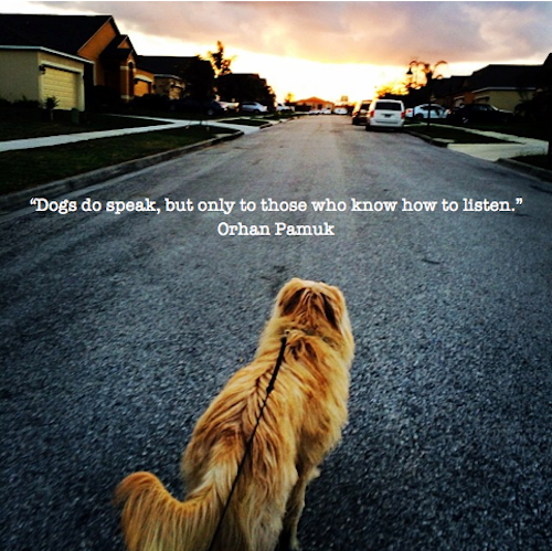 15 Beautiful Quotes About Animals