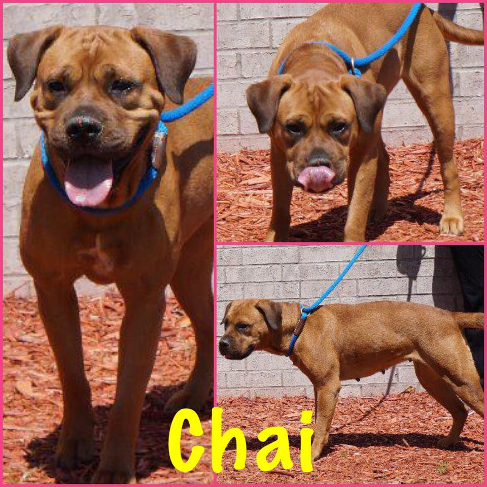 Meet Chai! FAV's Dog of the Week