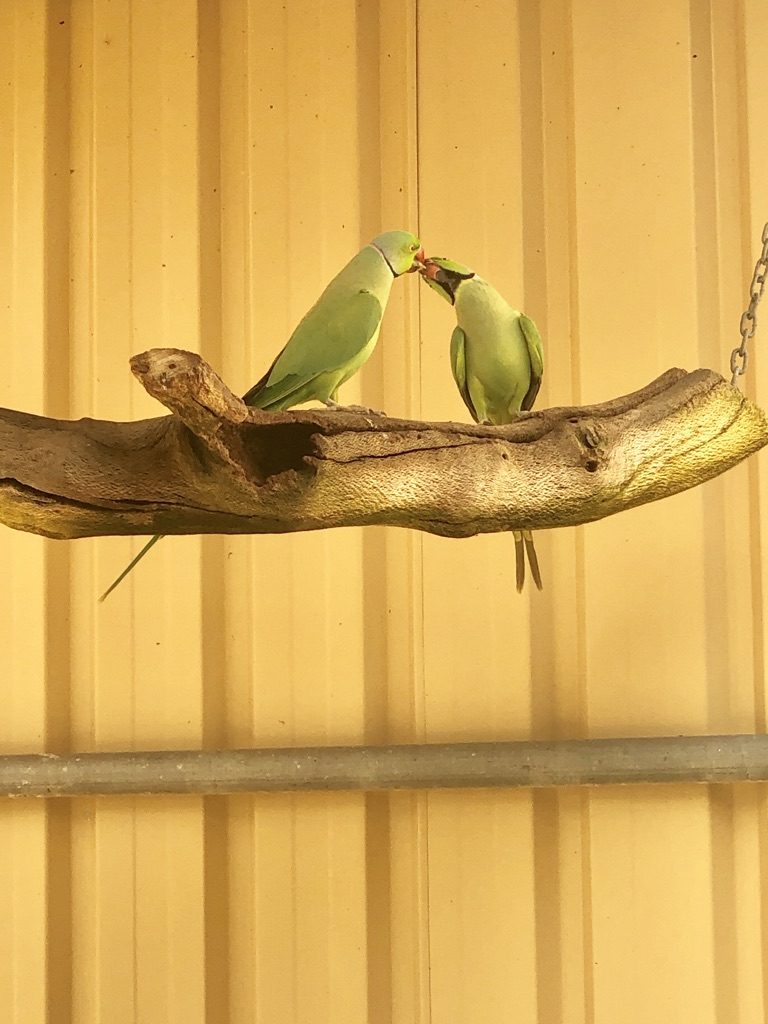 Perth with Kids (Part 3: Big Swamp Playground, Bunbury Wildlife Park ...