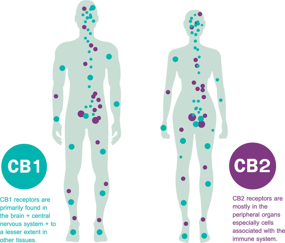 The endocannabinoid system, explained