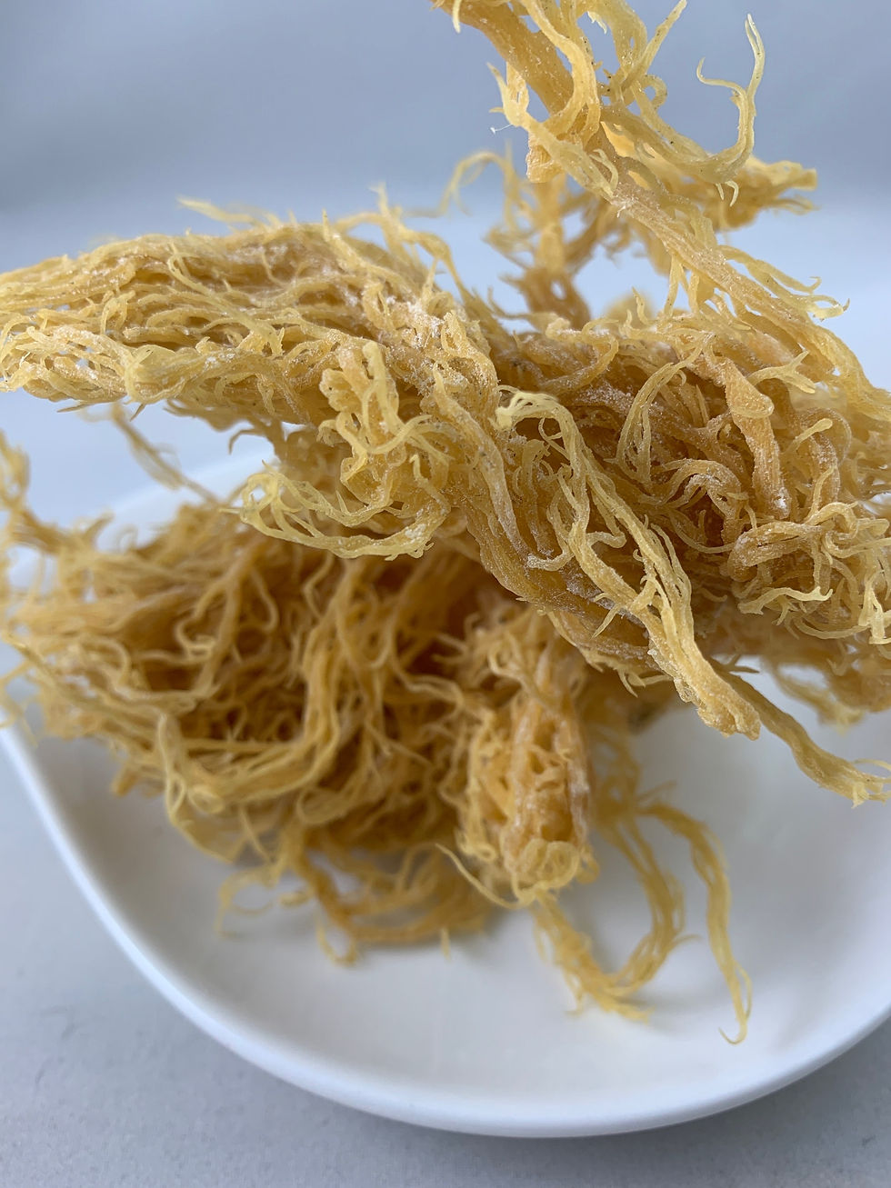 Sea Moss - Chondrus crispus | Monarch Herbs