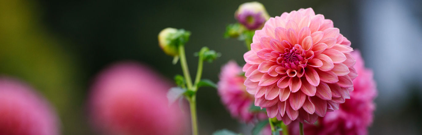 Propagating Dahlias | Curly Girl Gardening